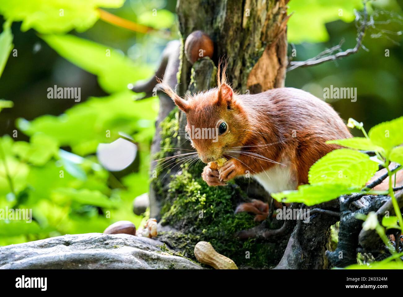 A closeup shot of a cute squirrel eating a nut on a tree branch in the ...