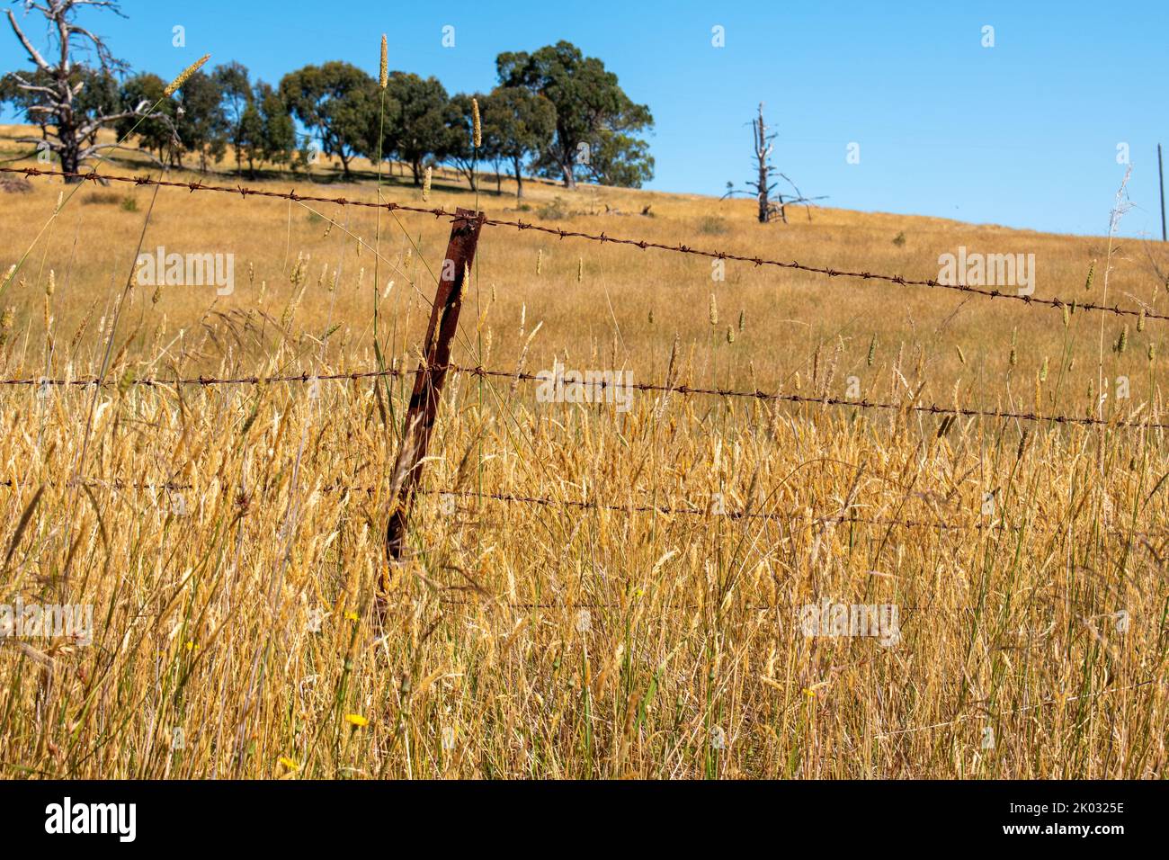 A Barbed wire fence in a wheat field with trees in the background Stock ...