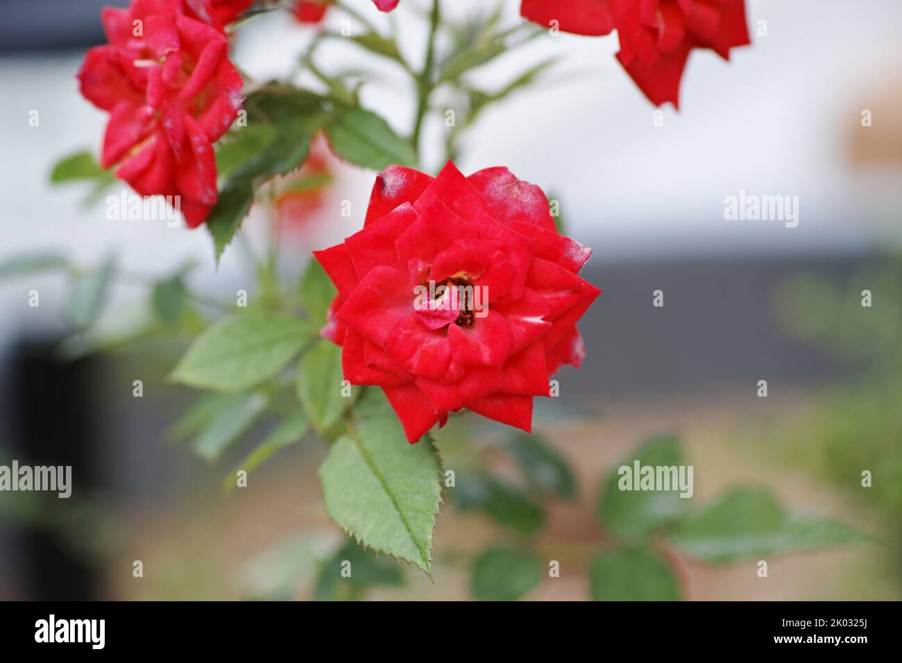 A close-up shot of a red rose bush growing in the garden Stock Photo ...