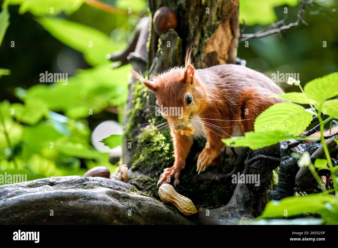 A closeup shot of a cute squirrel eating a nut on a tree branch in the ...