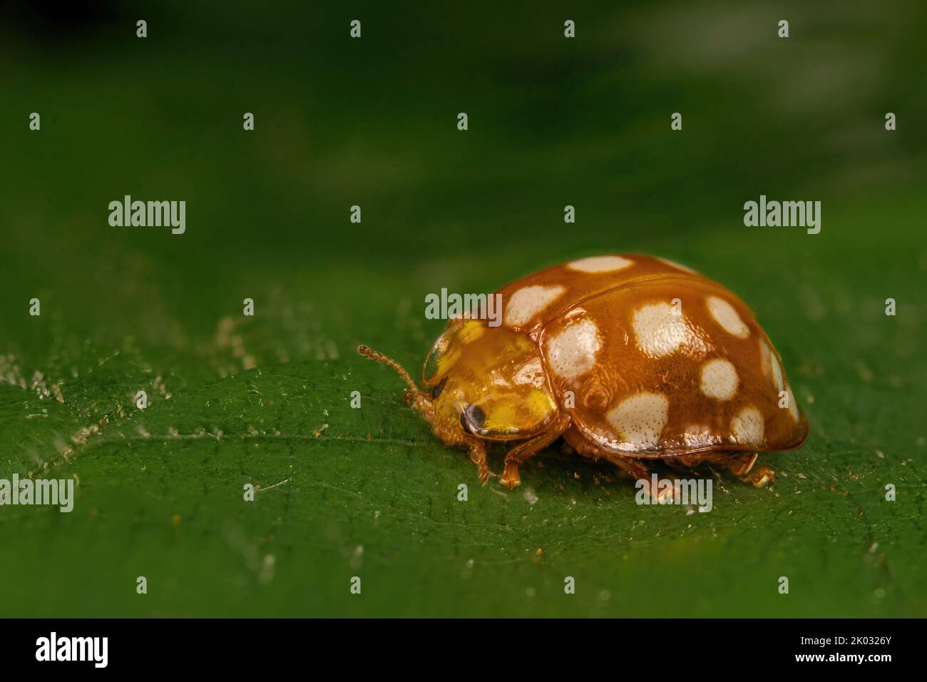 An Orange Ladybird on a green leaf Stock Photo - Alamy