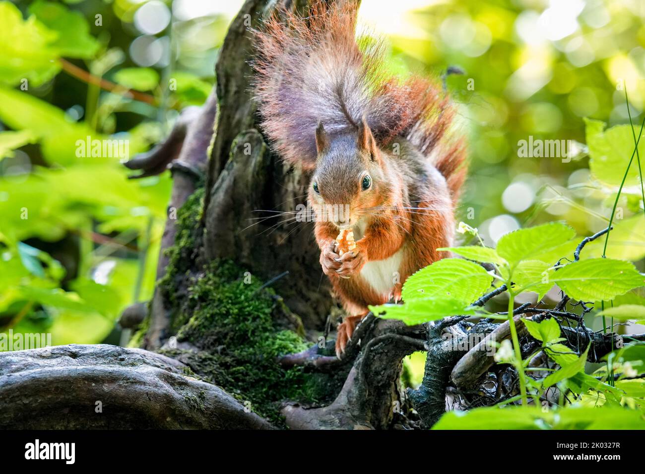 A closeup shot of a cute squirrel eating a nut on a tree branch in the ...