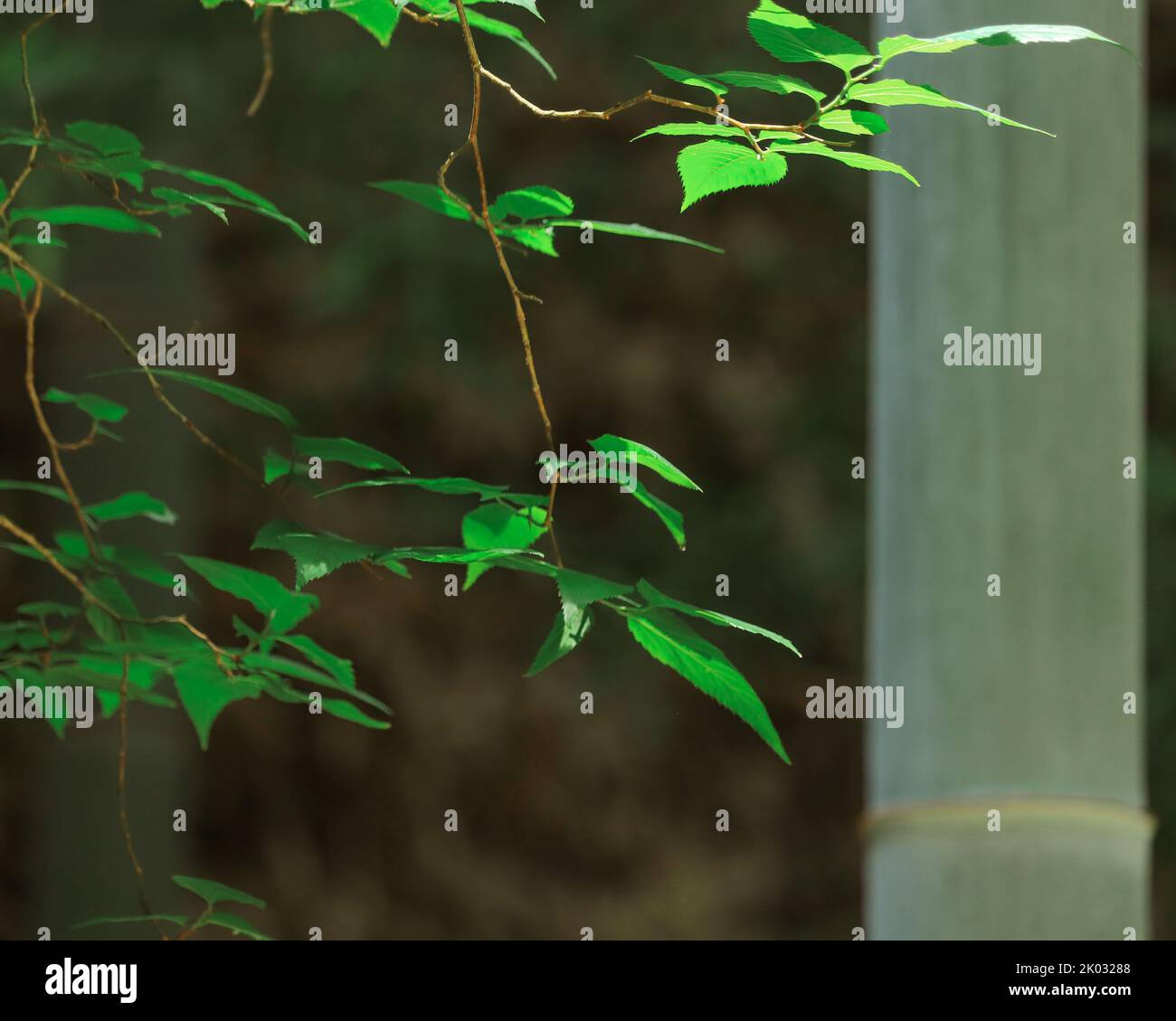 A natural view of green tree leaves under sunlight Stock Photo - Alamy