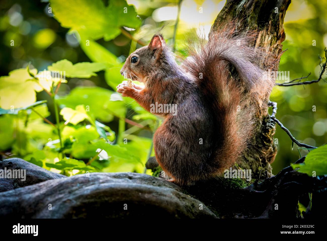 A closeup shot of a cute squirrel eating a nut on a tree branch in the ...