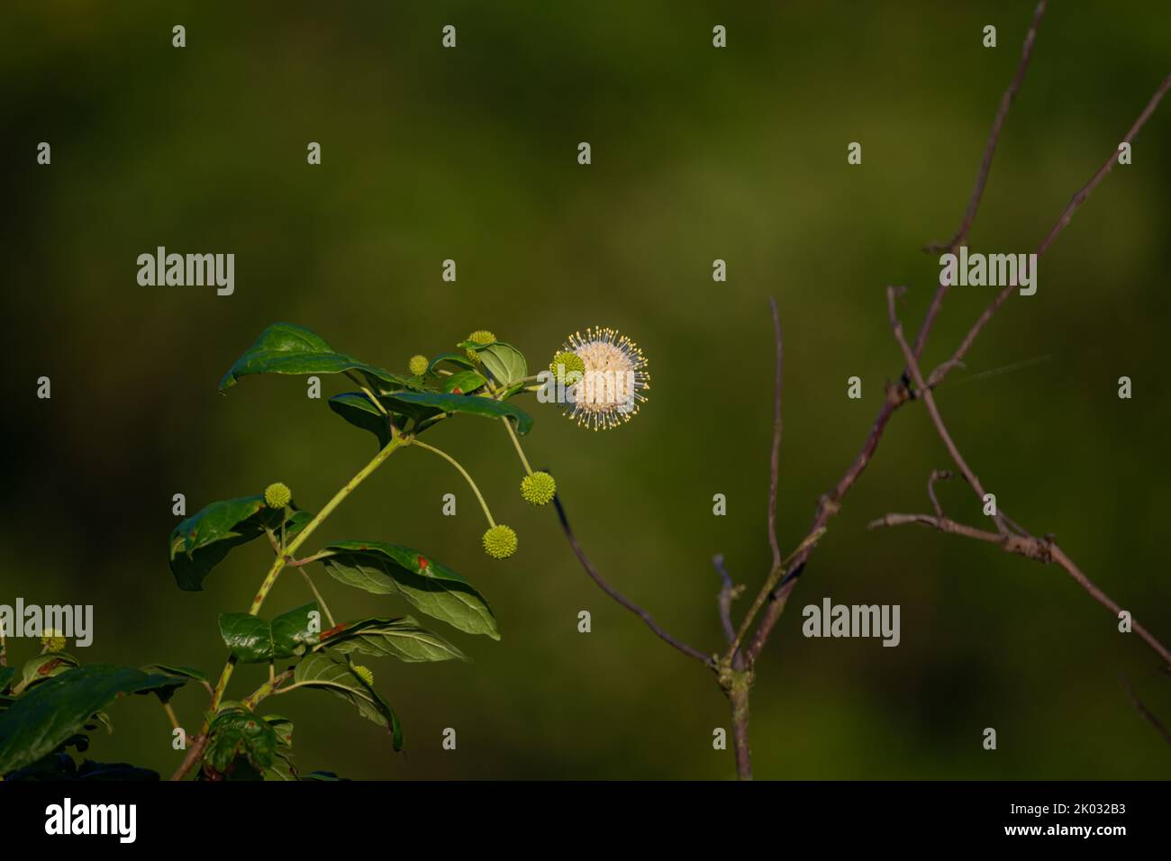 A shallow focus shot of Buttonbush flower with green leaves on blur ...