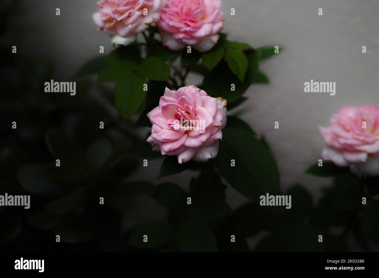 A selective focus shot of pink roses Stock Photo - Alamy