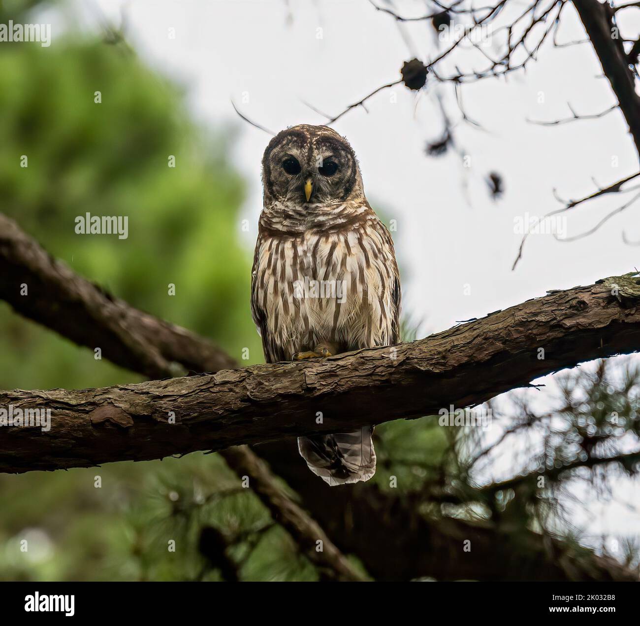 A brown owl perching on a tree branch Stock Photo - Alamy