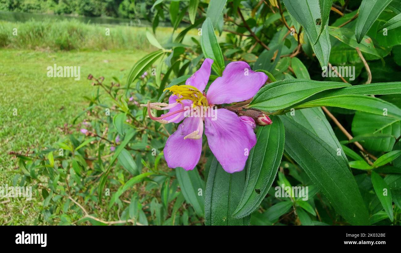 Melastoma malabathricum hi-res stock photography and images - Alamy