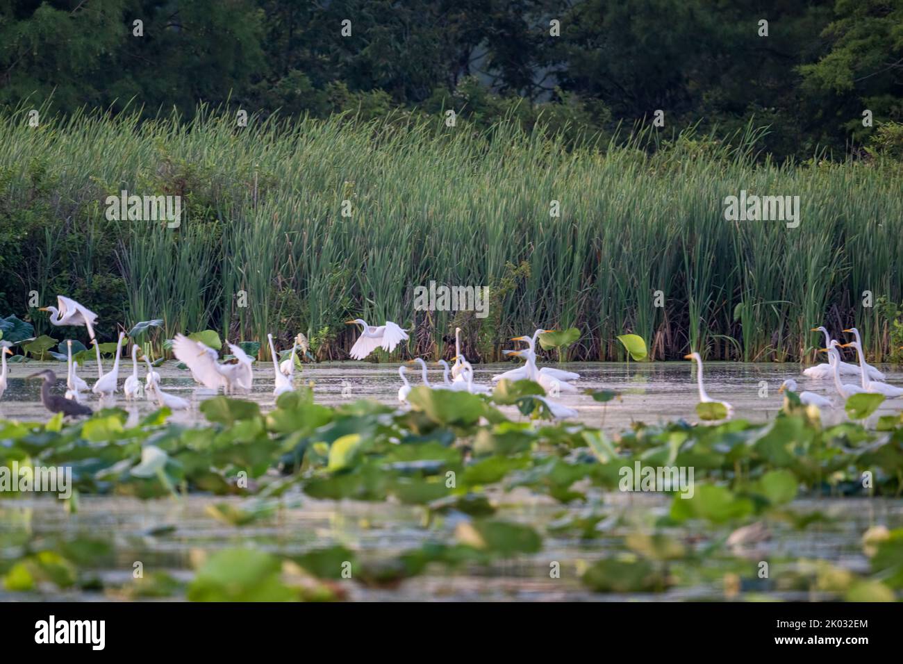 A flock of Eastern great egrets swimming and flying in the pond with ...