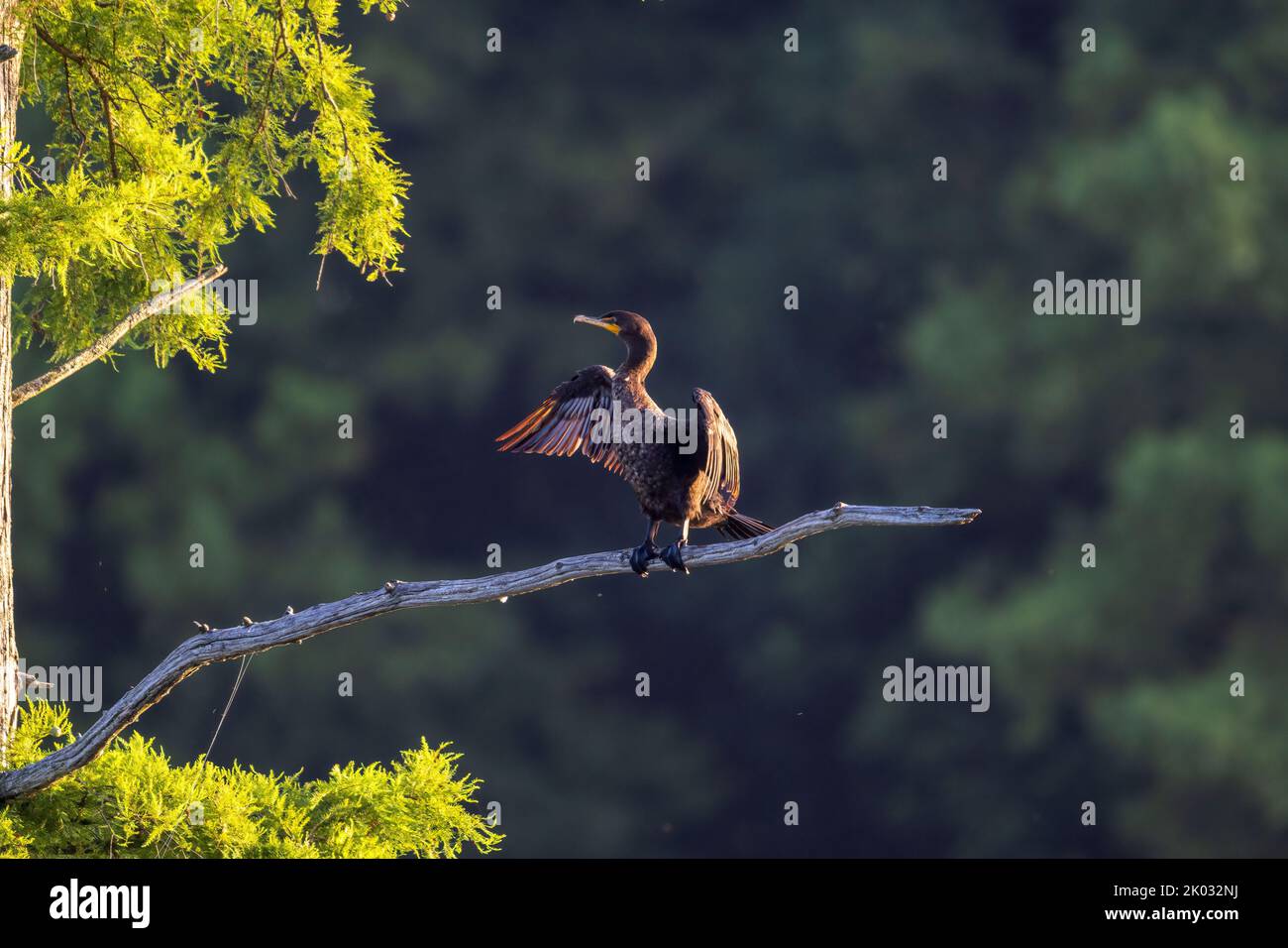 A Great cormorant bird perched on tree branch in funny pose Stock Photo ...