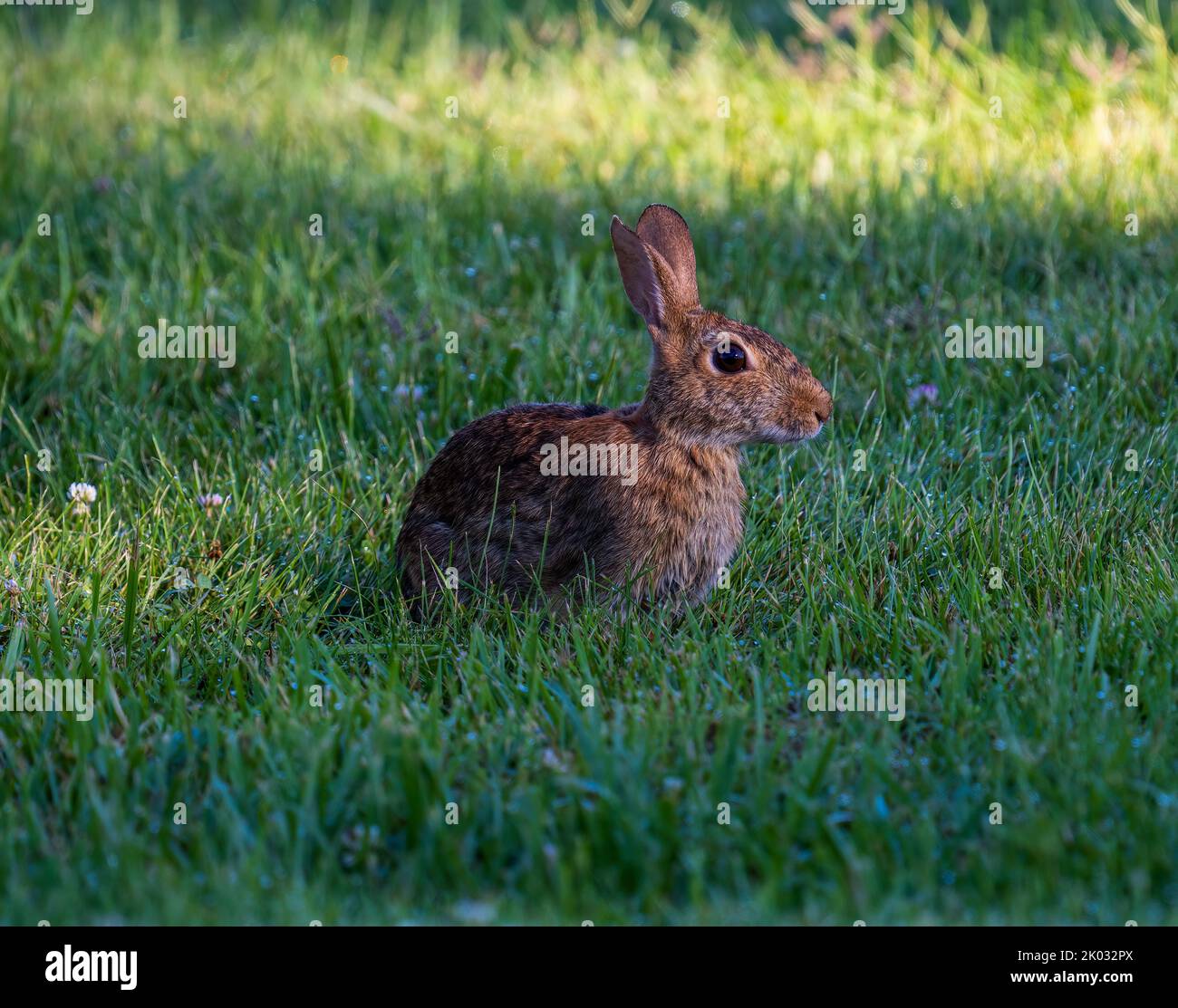 A wild brown rabbit sitting on the grasses in the forest Stock Photo ...