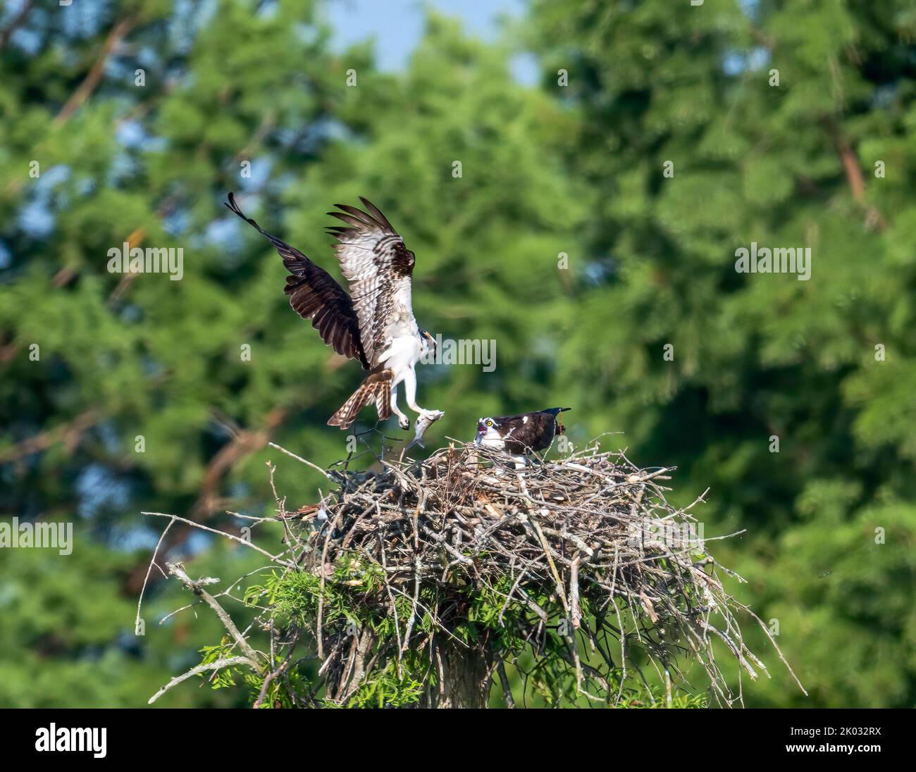 Ospreys plumage hi-res stock photography and images - Alamy