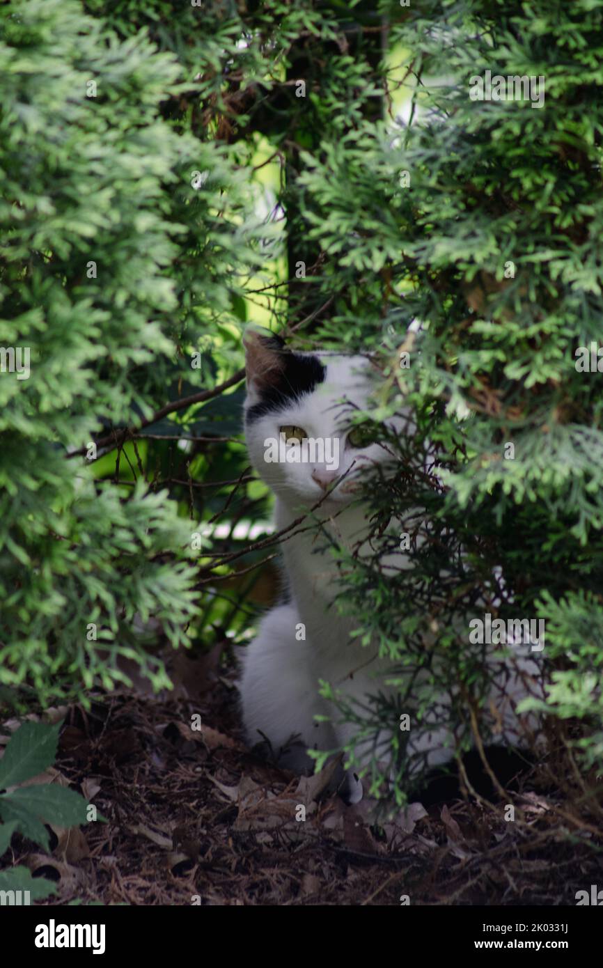 An adorable Felidae cat peeking behind green bush in the park Stock ...