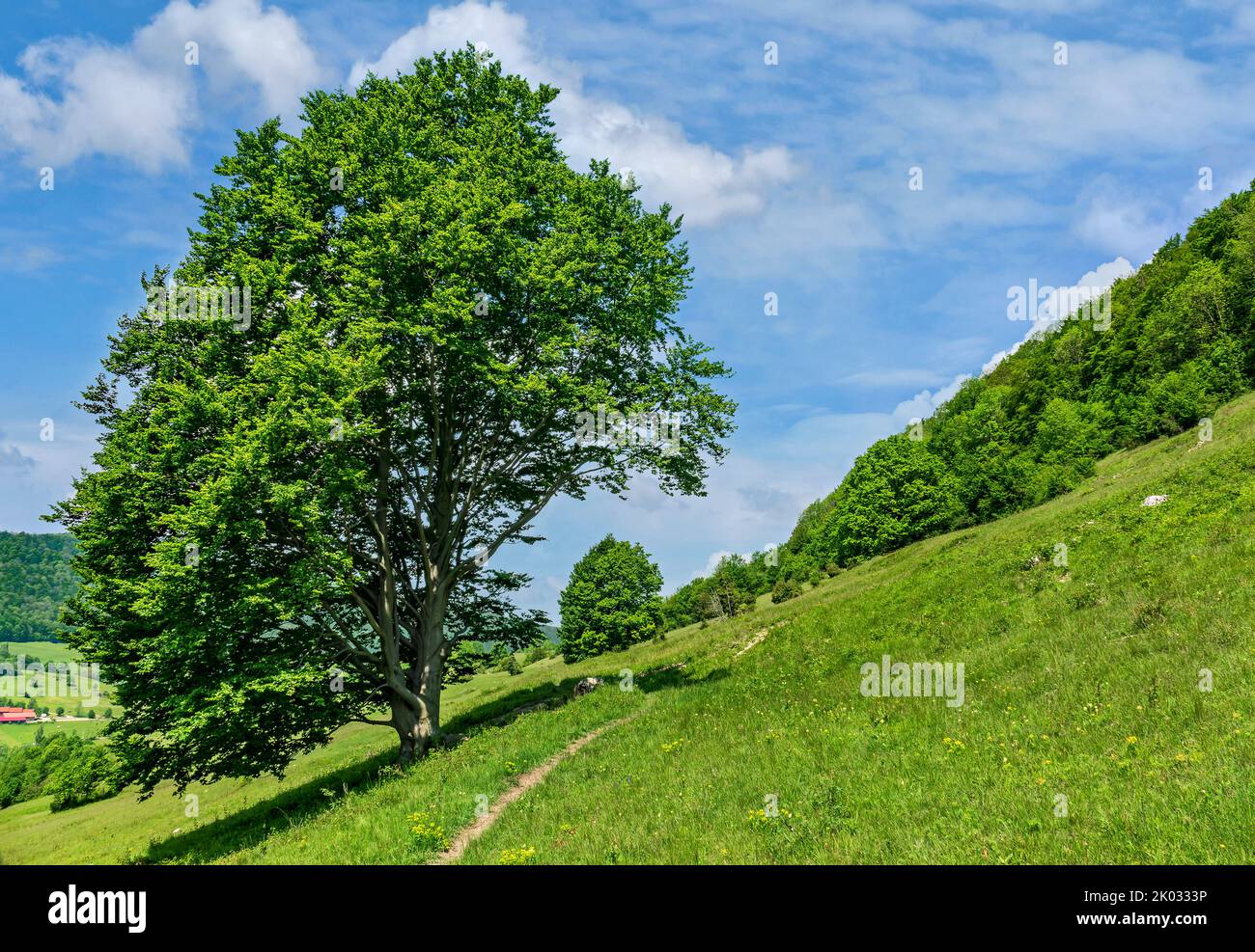Multi-stemmed beech on hiking trail in Eichhalde NSG Stock Photo - Alamy