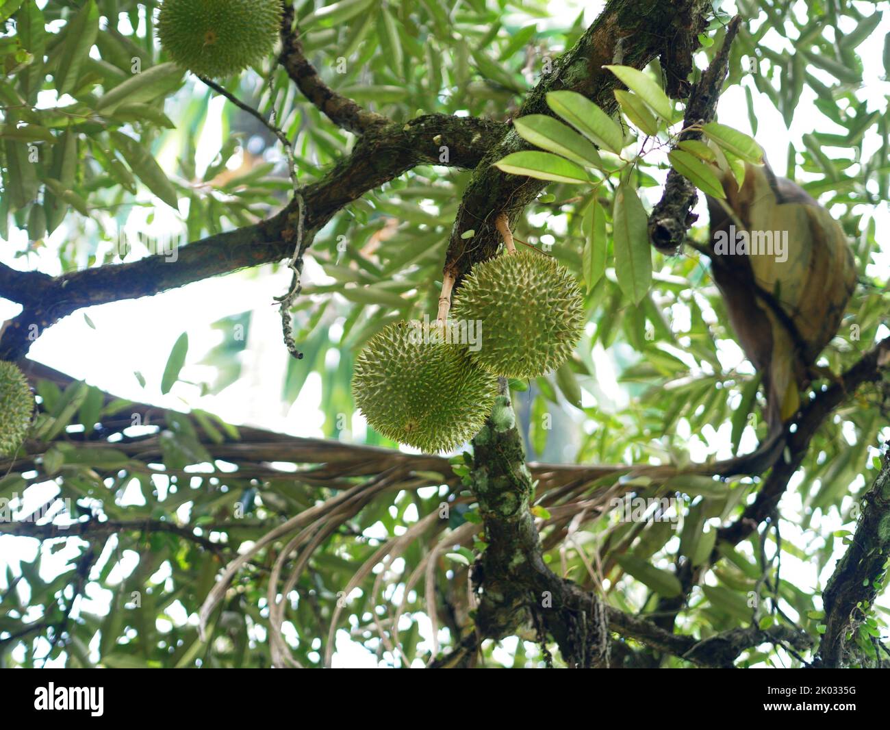 Ripe durian hanging on tree hi-res stock photography and images - Alamy