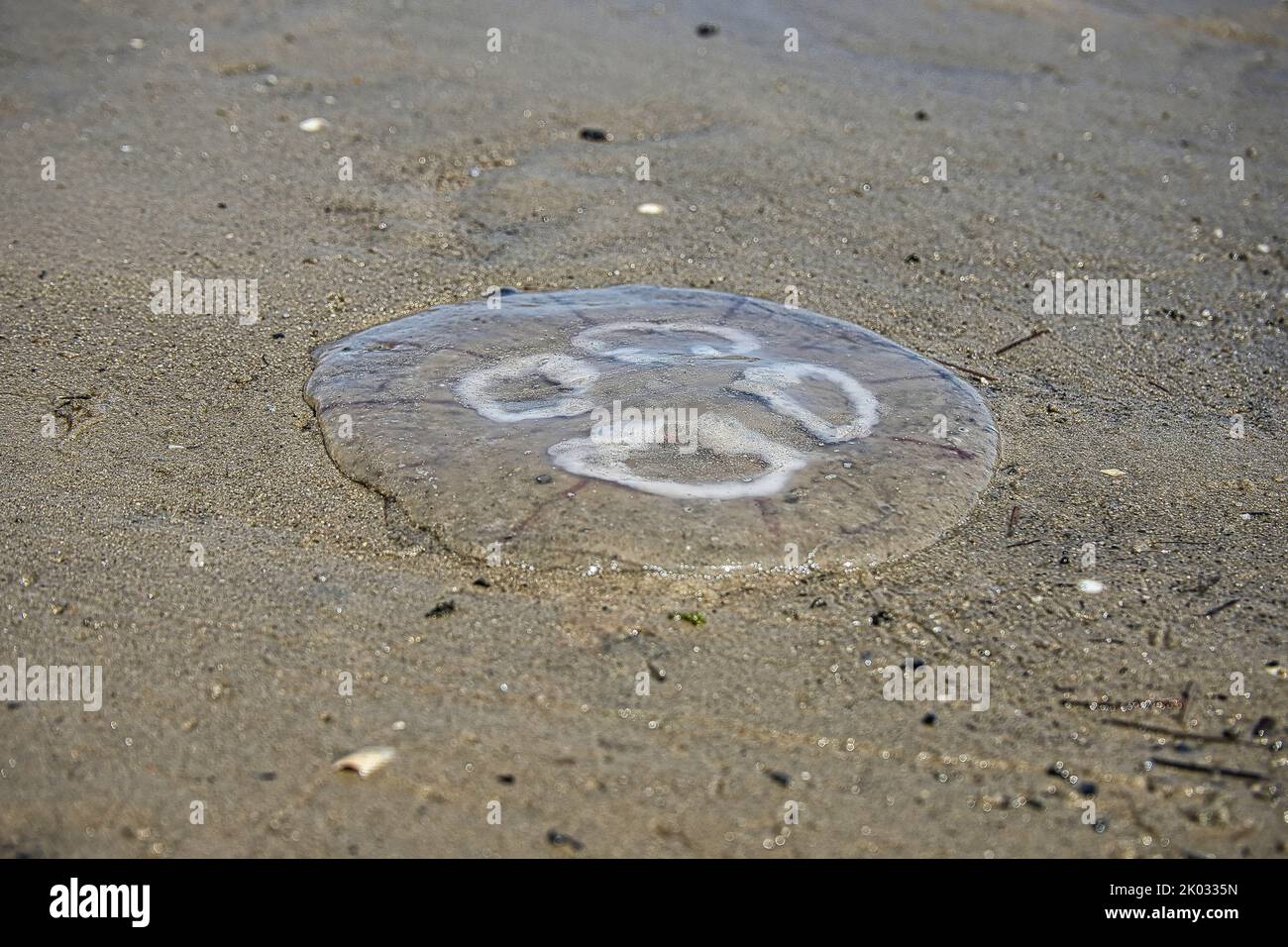 A closeup shot of a water drop on the beach sand Stock Photo - Alamy