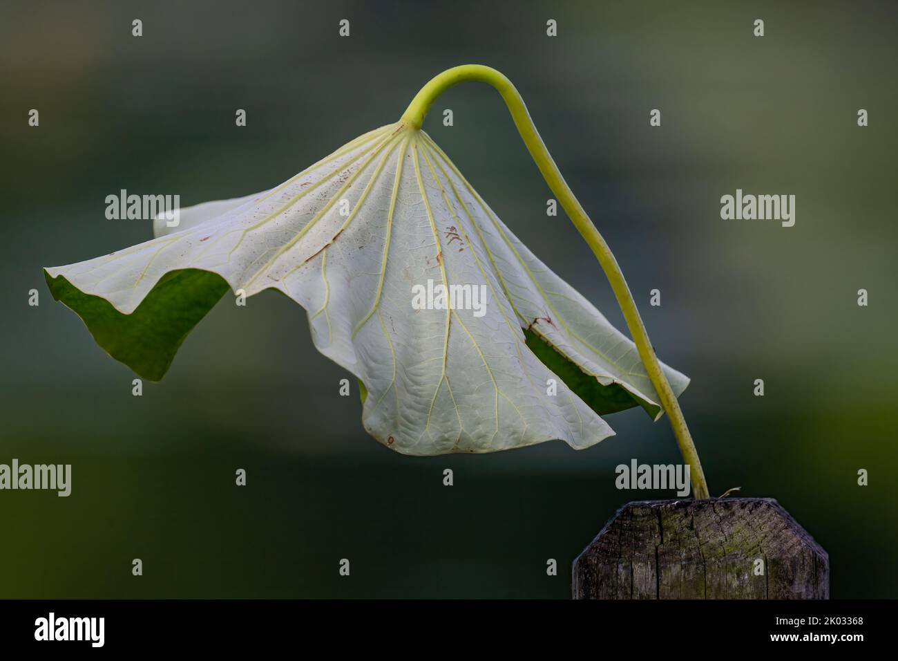 American lotus leaf hi-res stock photography and images - Alamy