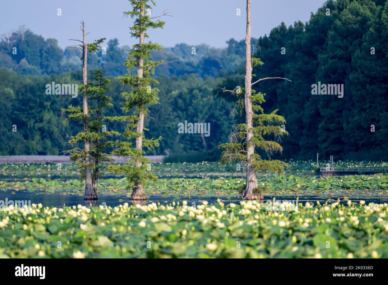 The beautiful summer landscape with green trees in the lake surrounded ...