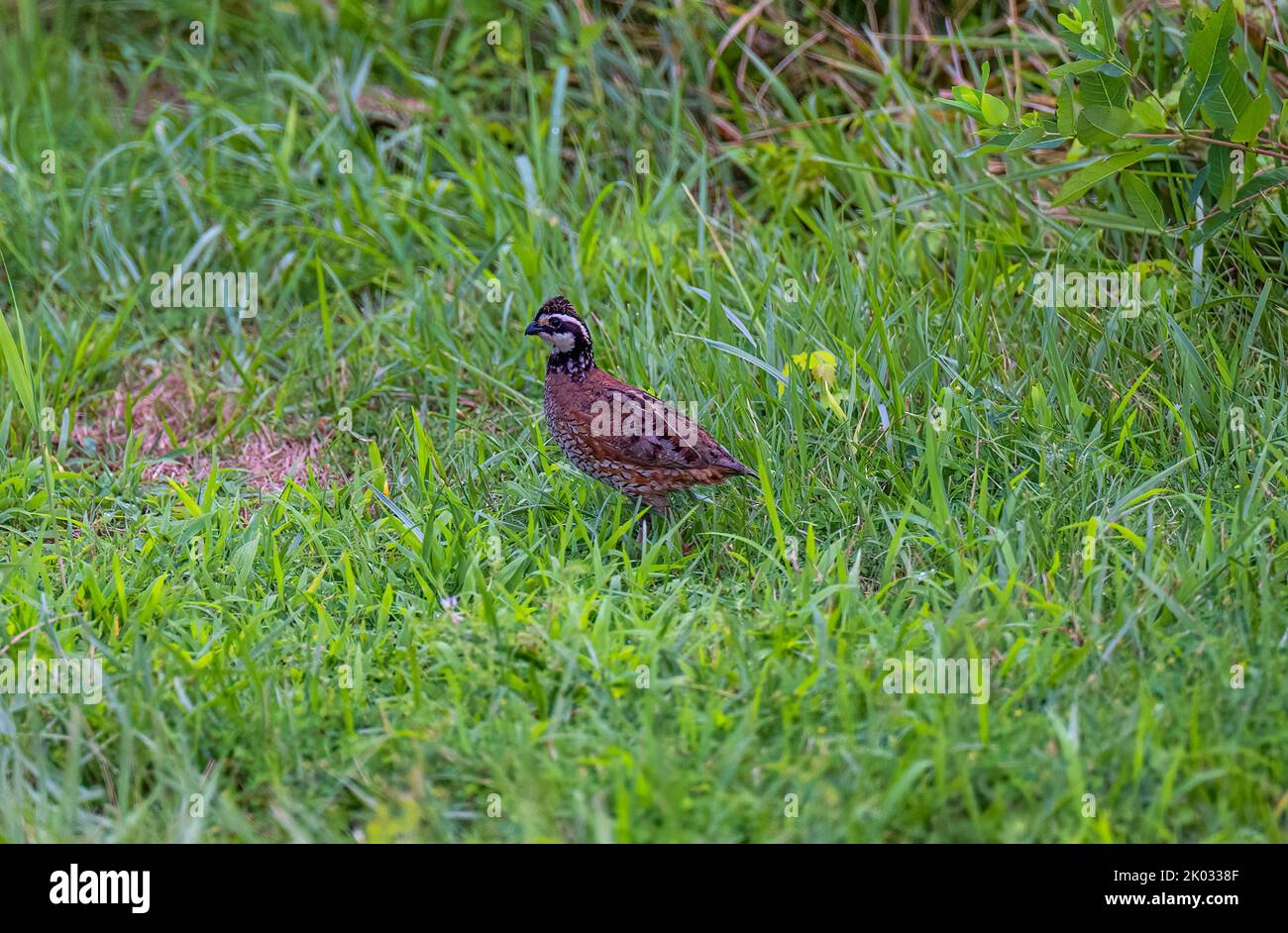 A small brown bird walking on the grasses Stock Photo - Alamy