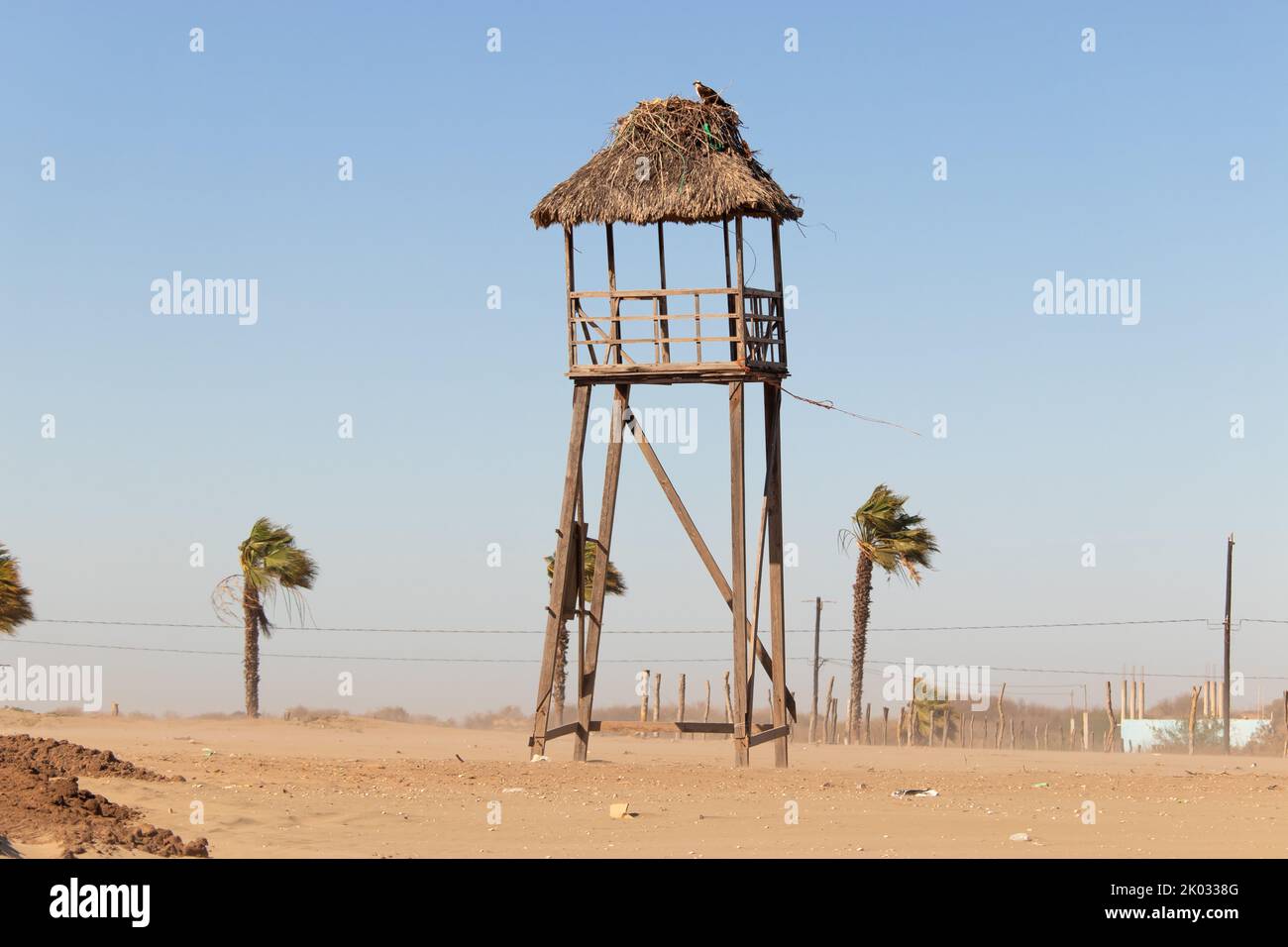 A thatch roofed beach stand on a sand surrounded by small palm trees ...