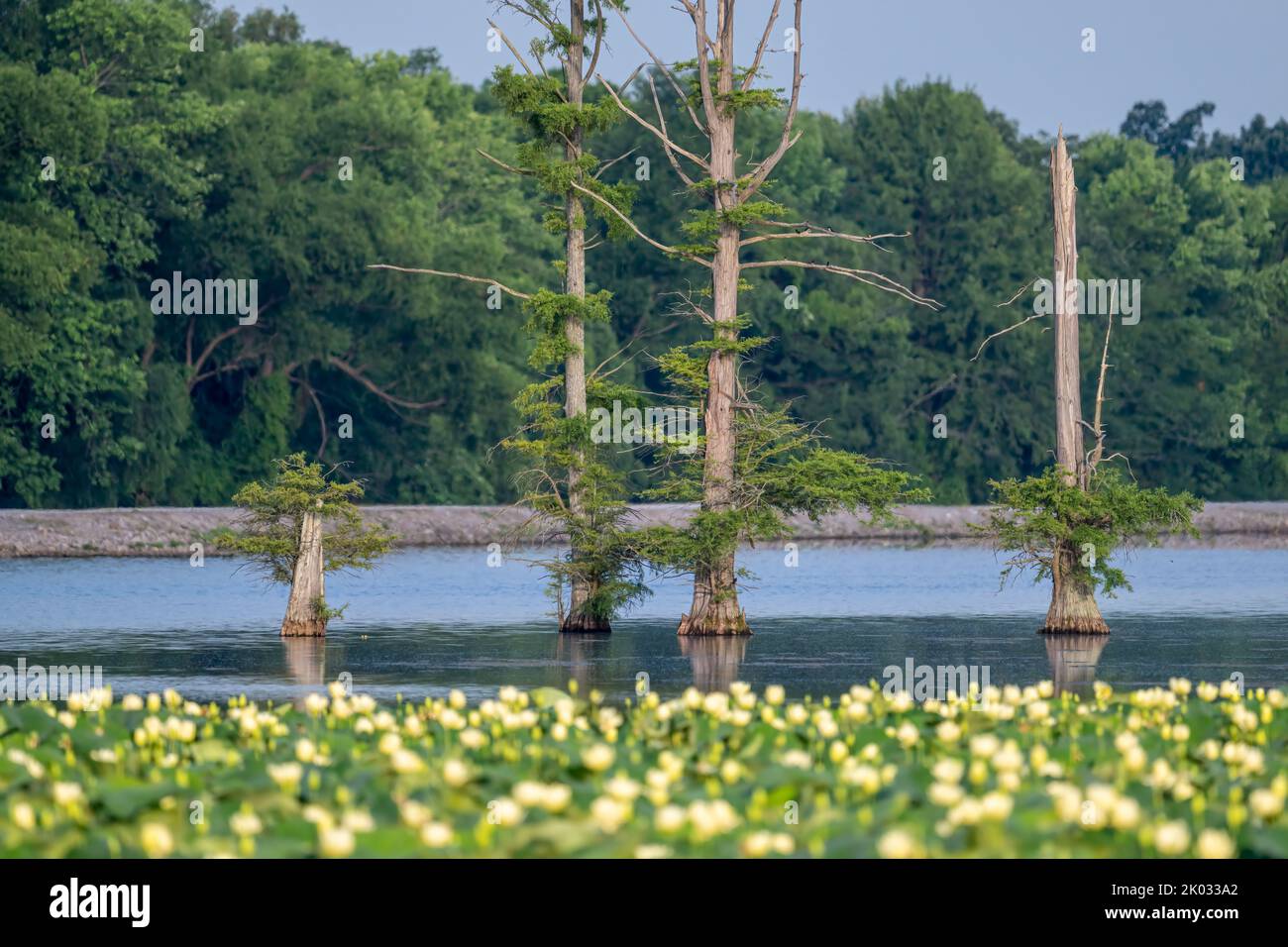The beautiful summer landscape with green trees in the lake surrounded ...