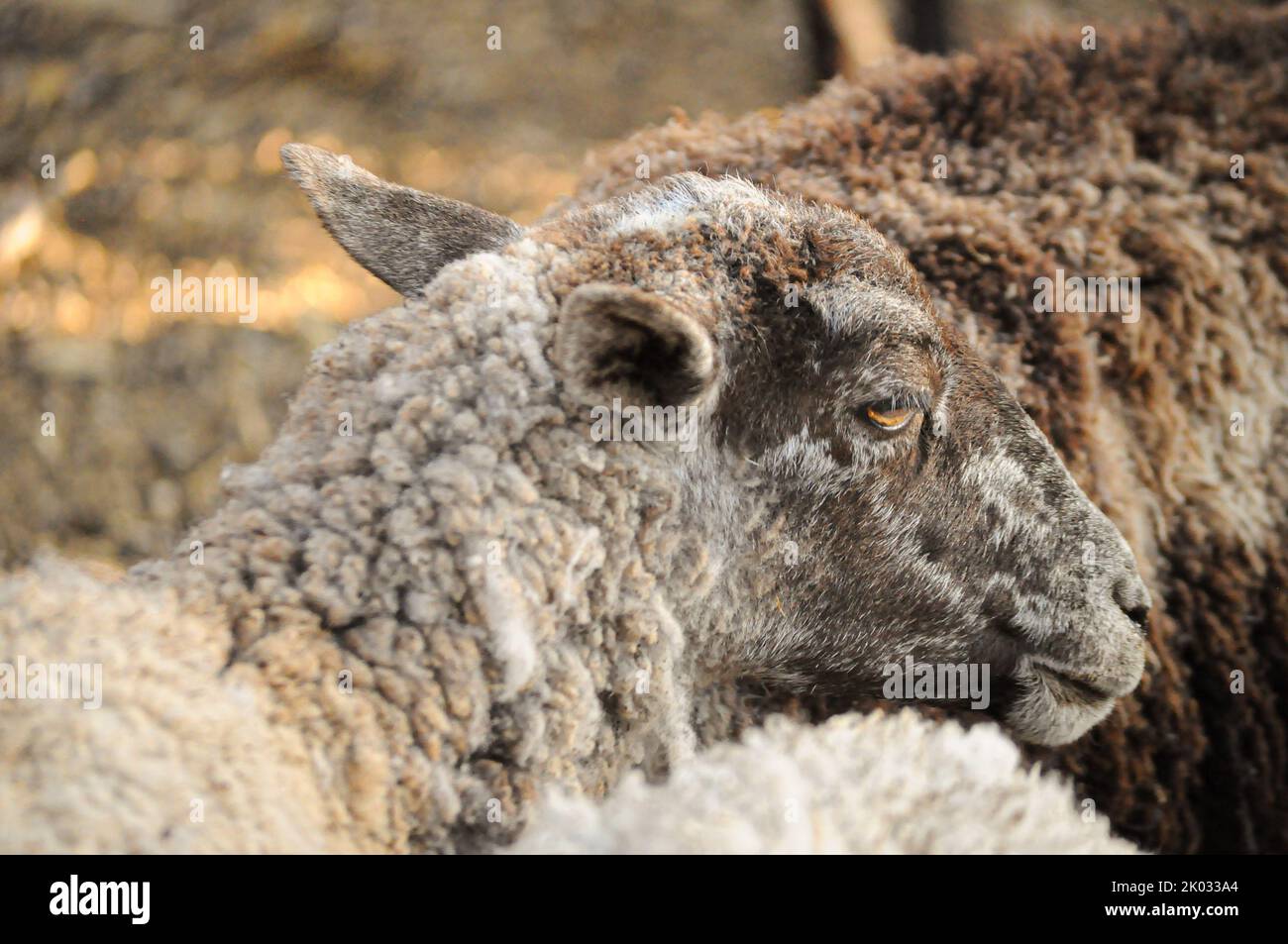 A closeup of a fluffy sheep face from the side Stock Photo - Alamy
