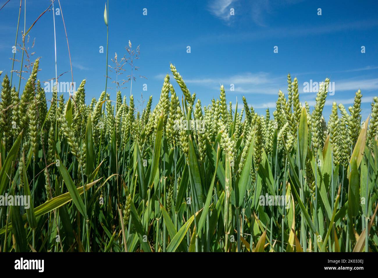 Common rye grass hi-res stock photography and images - Alamy