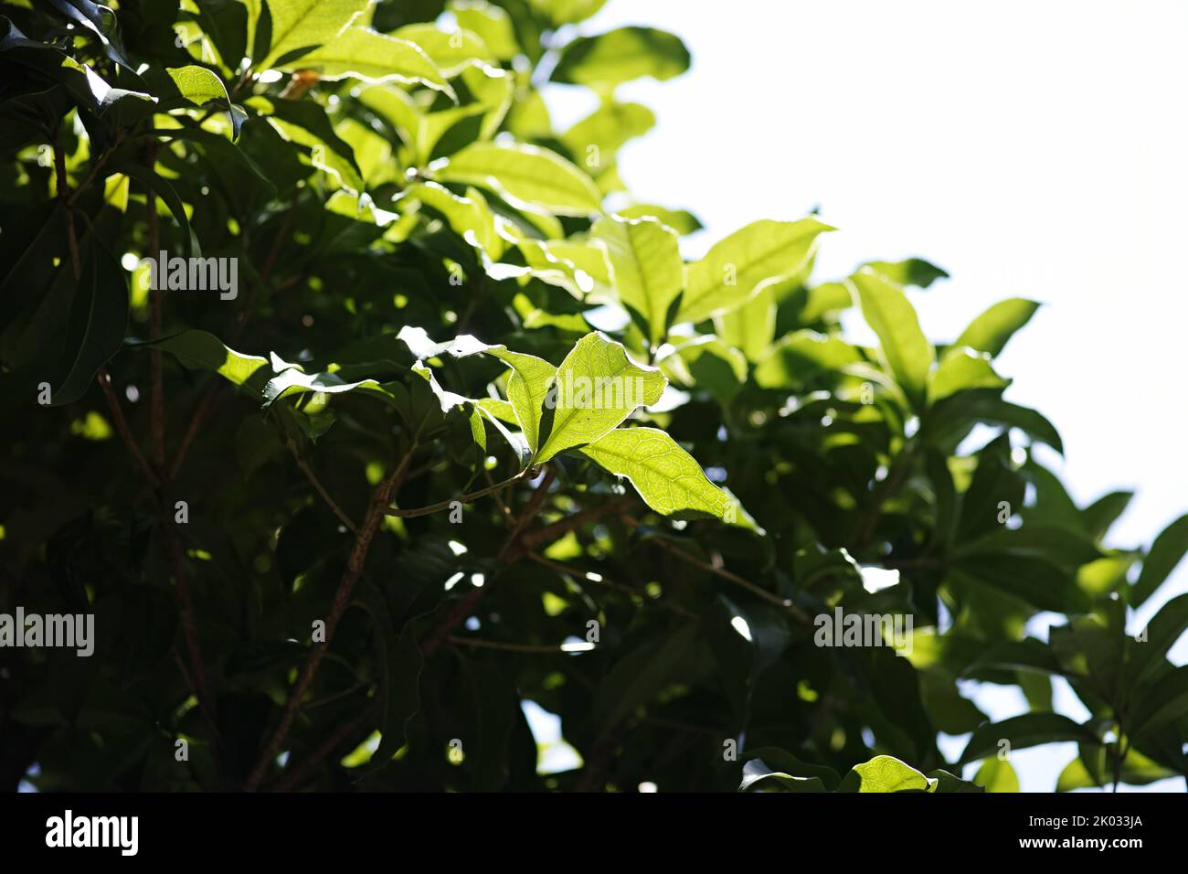 The beautiful natural background with green foliage. Flora, botany ...