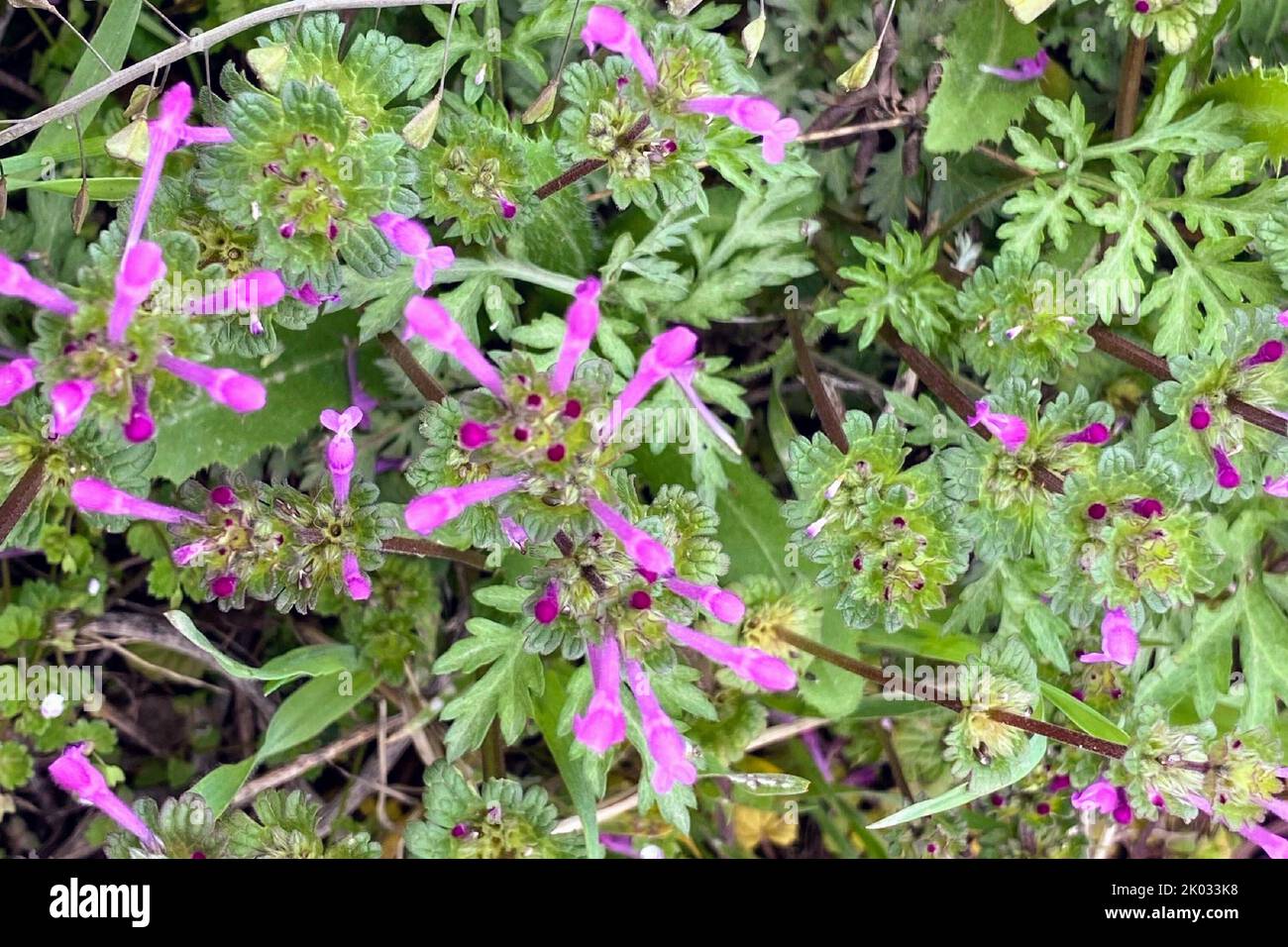 Beautiful pink flowers and lush green leaves of wild Lamium ...