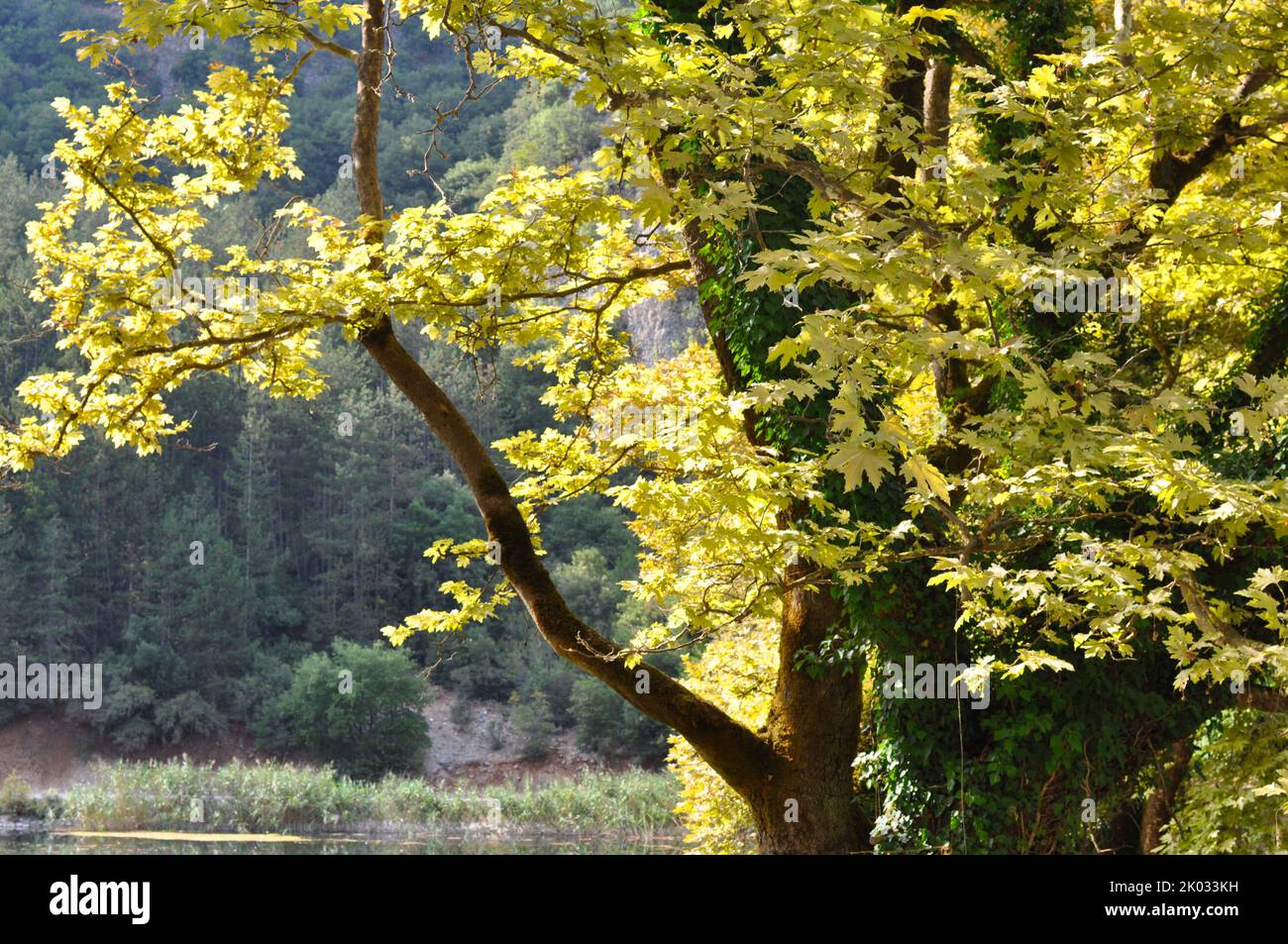Plane tree branch close upwith conifer forest in background Stock Photo ...