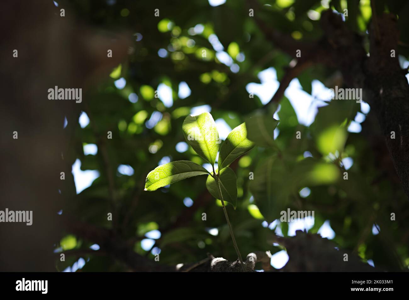 The beautiful natural background with green leaves. Flora, botany Stock ...