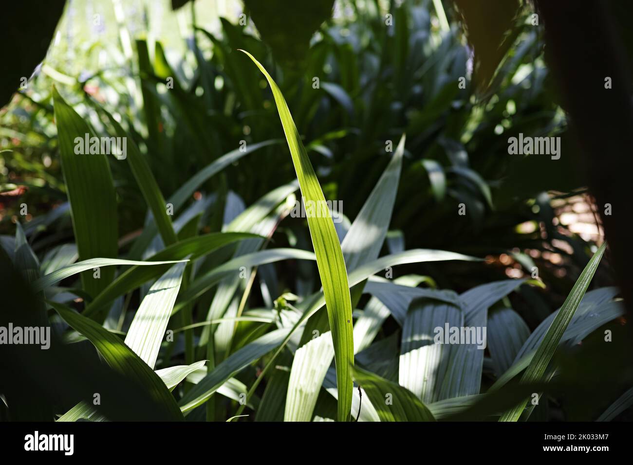 The beautiful natural background with green foliage. Flora, botany ...