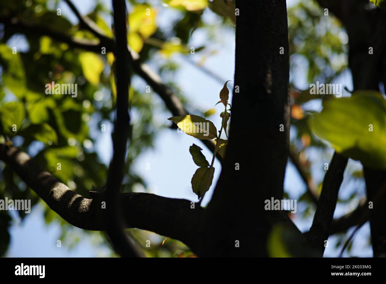 The beautiful natural background with green leaves. Flora, botany Stock ...