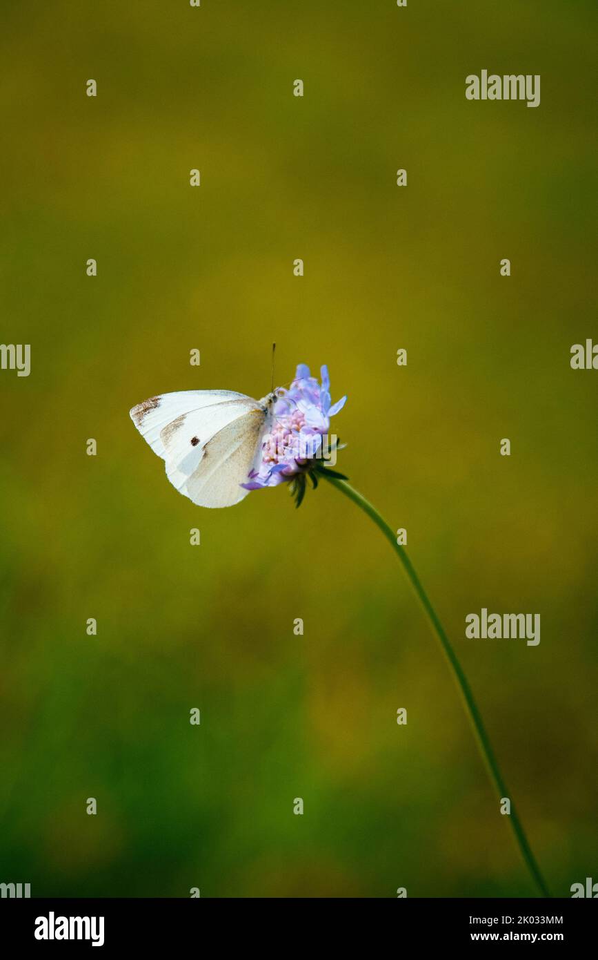 A selective focus of a fall webworm moth standing on a flower with ...