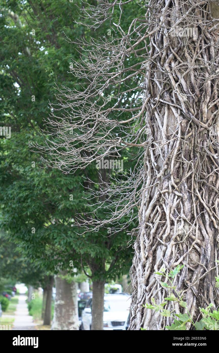 A vertical shot of a leafless tree all covered with branches on the ...