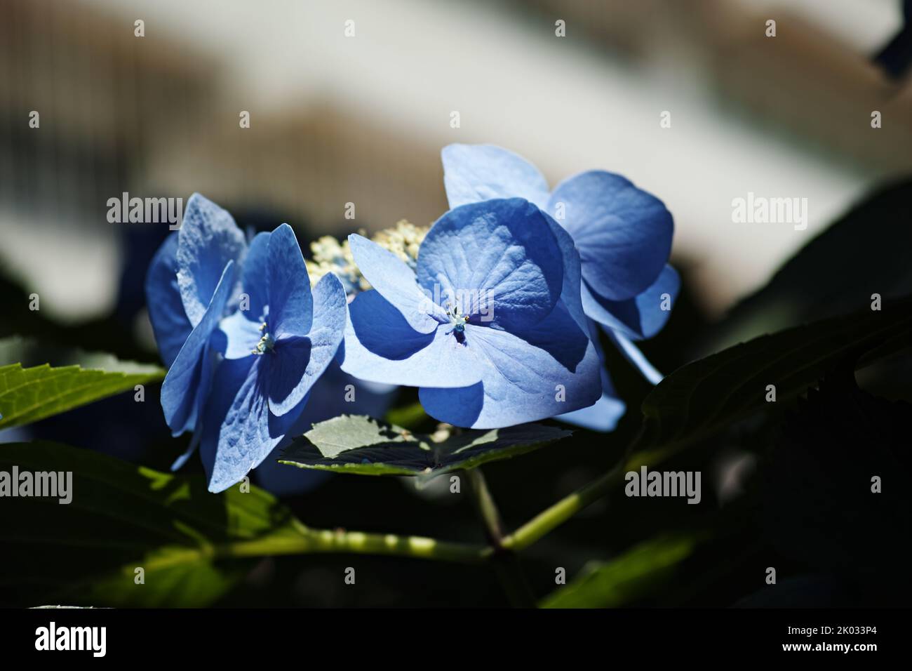 A closeup of Hydrangea macrophylla, blue hortensia Stock Photo - Alamy