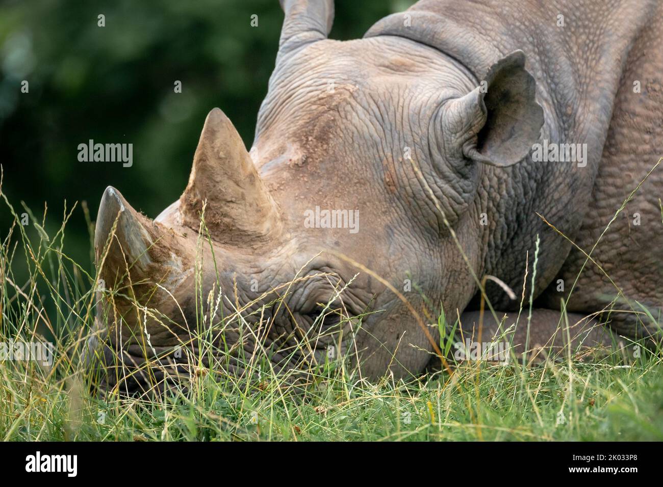 Rhino eating grass in field Stock Photo - Alamy