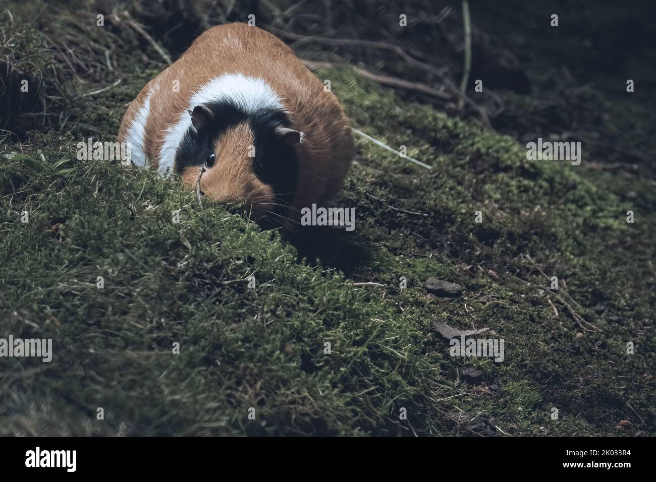 a cute guinea pig hiding in a grass field Stock Photo - Alamy