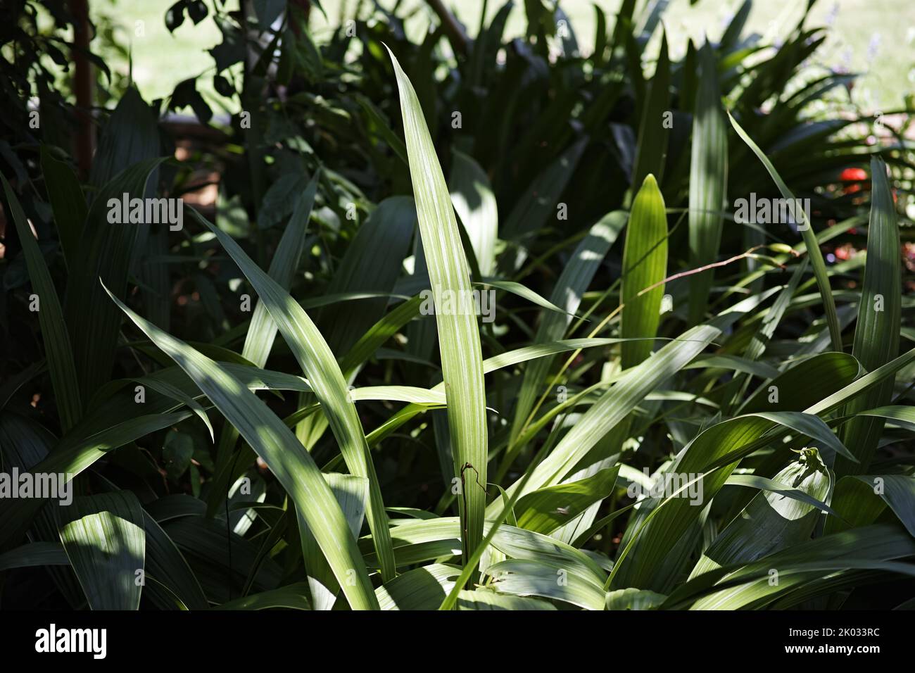 The beautiful natural background with green foliage. Flora, botany ...