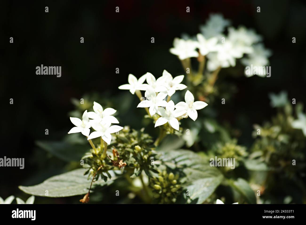 A closeup of Pentas lanceolata, commonly known as Egyptian starcluster ...