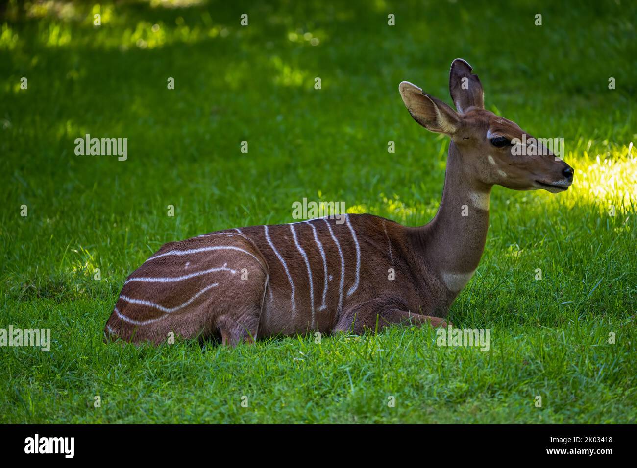 A closeup of a lesser kudu resting on green grass Stock Photo - Alamy
