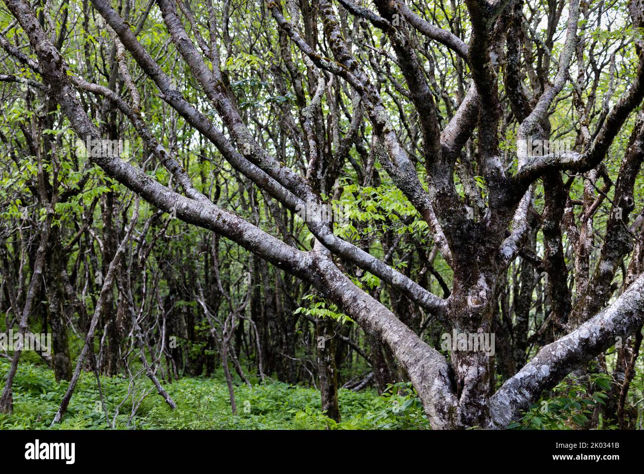 A closeup pf a big tree in the forest Stock Photo - Alamy