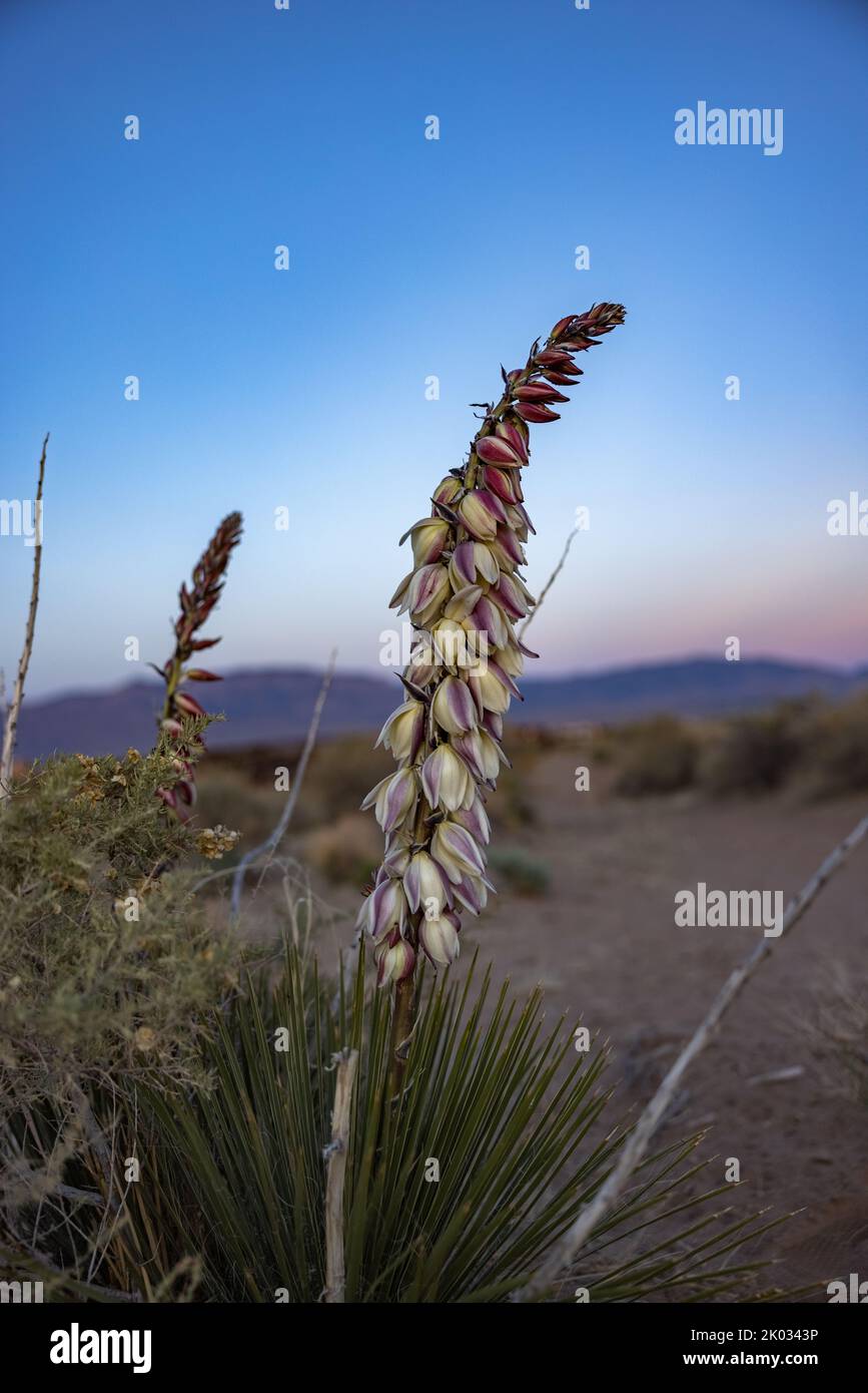 Yucca sprouts hi-res stock photography and images - Alamy