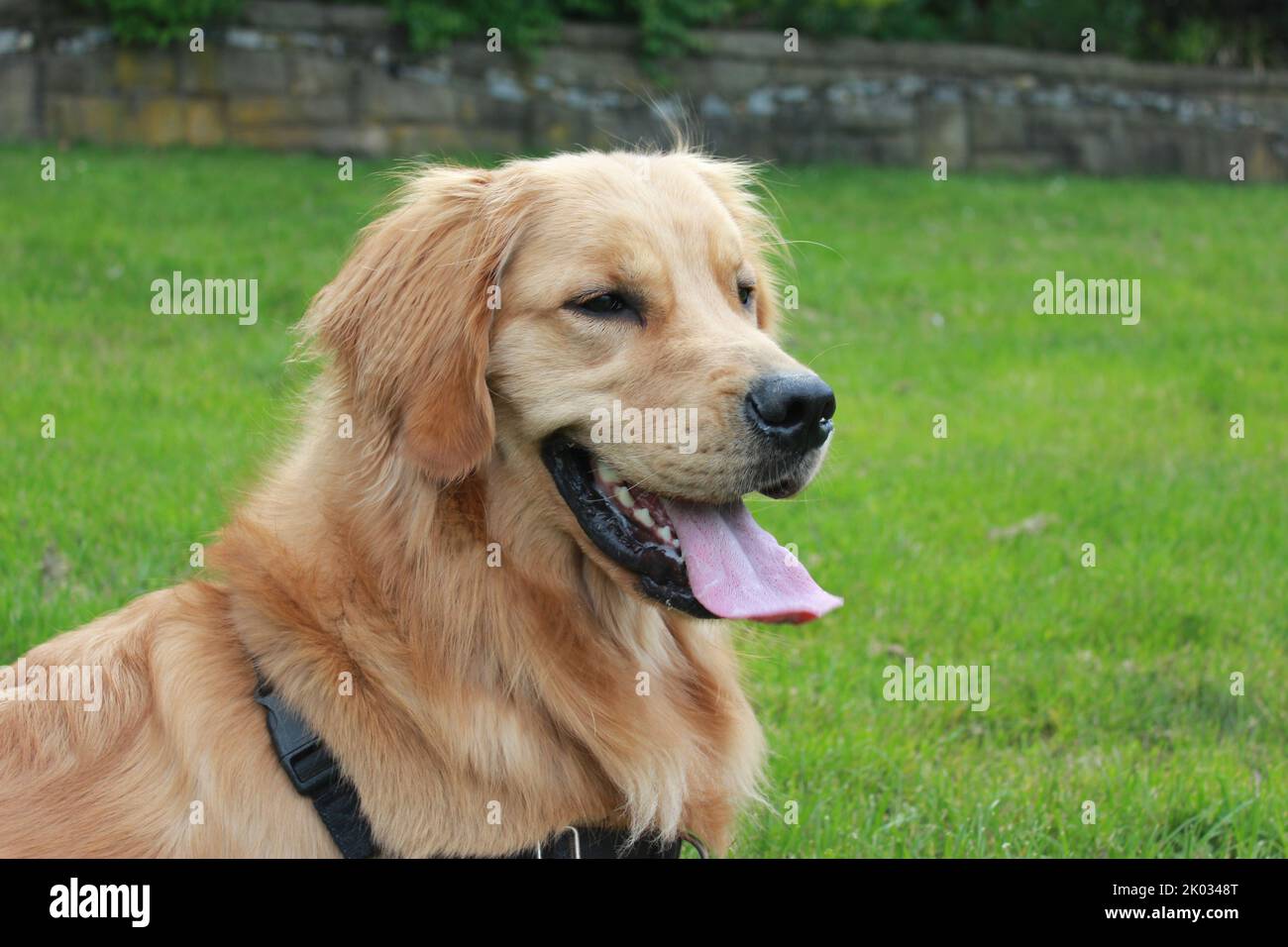 Scottish retriever hi-res stock photography and images - Alamy