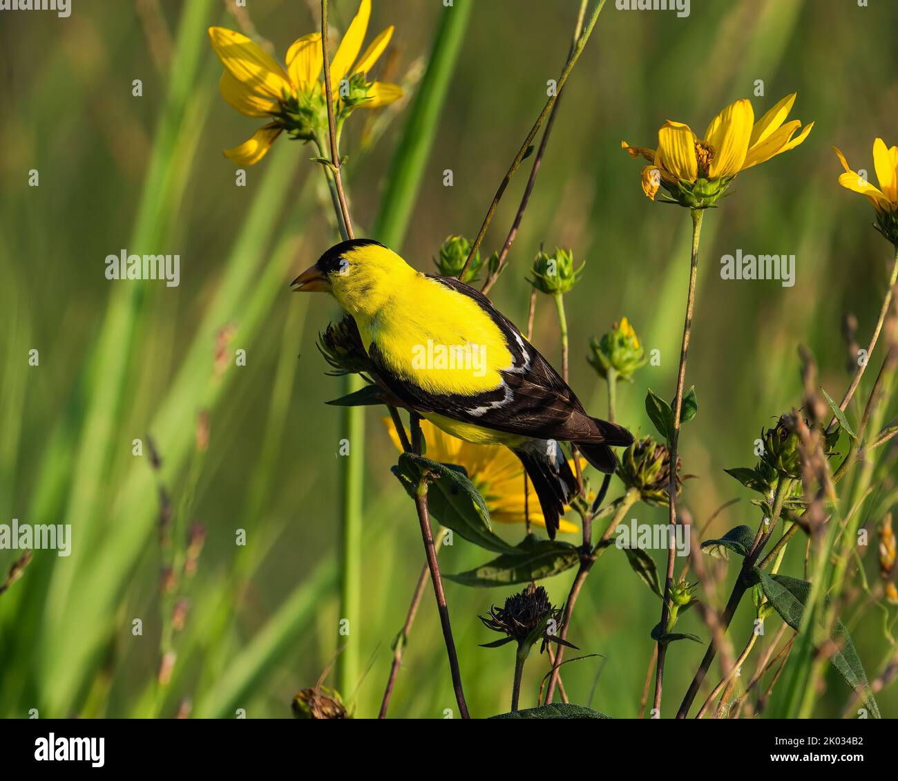 American goldfinch wings hi-res stock photography and images - Alamy