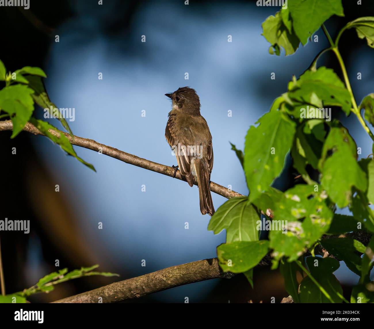 Little phoebe hi-res stock photography and images - Alamy