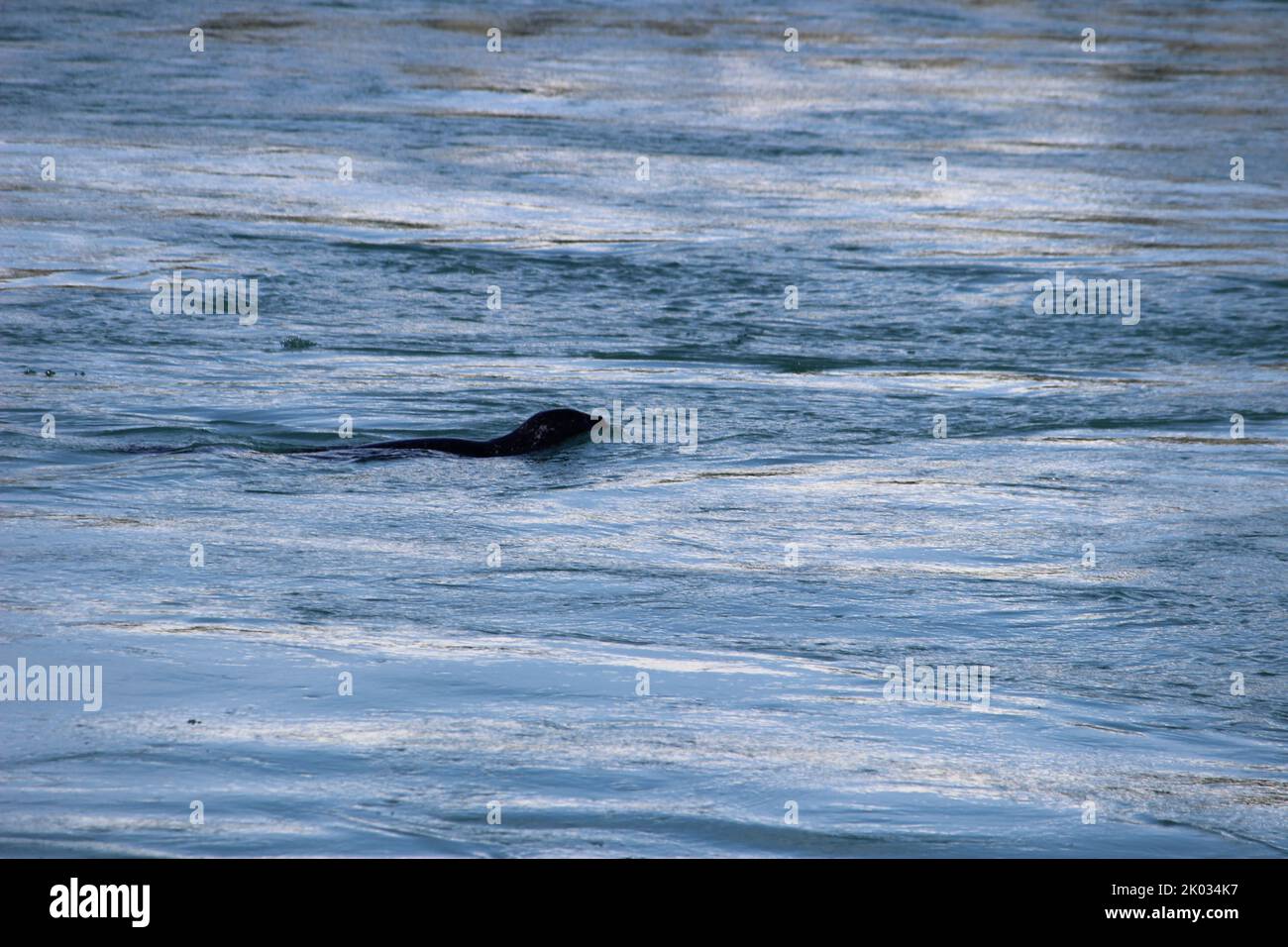 Pilot whale swimming in ocean hi-res stock photography and images - Alamy