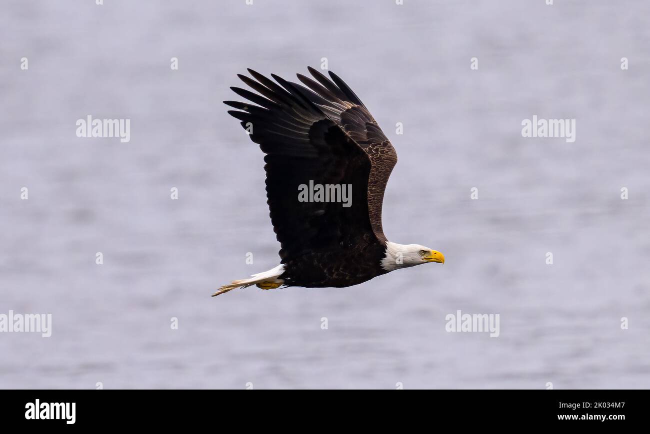 A beautiful shot of Bald eagle flying over gray lake water Stock Photo ...