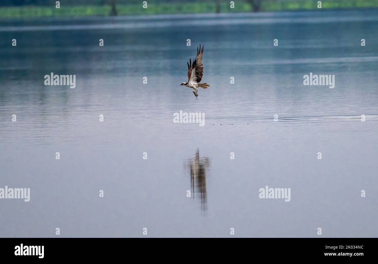 Osprey flying over water hi-res stock photography and images - Alamy