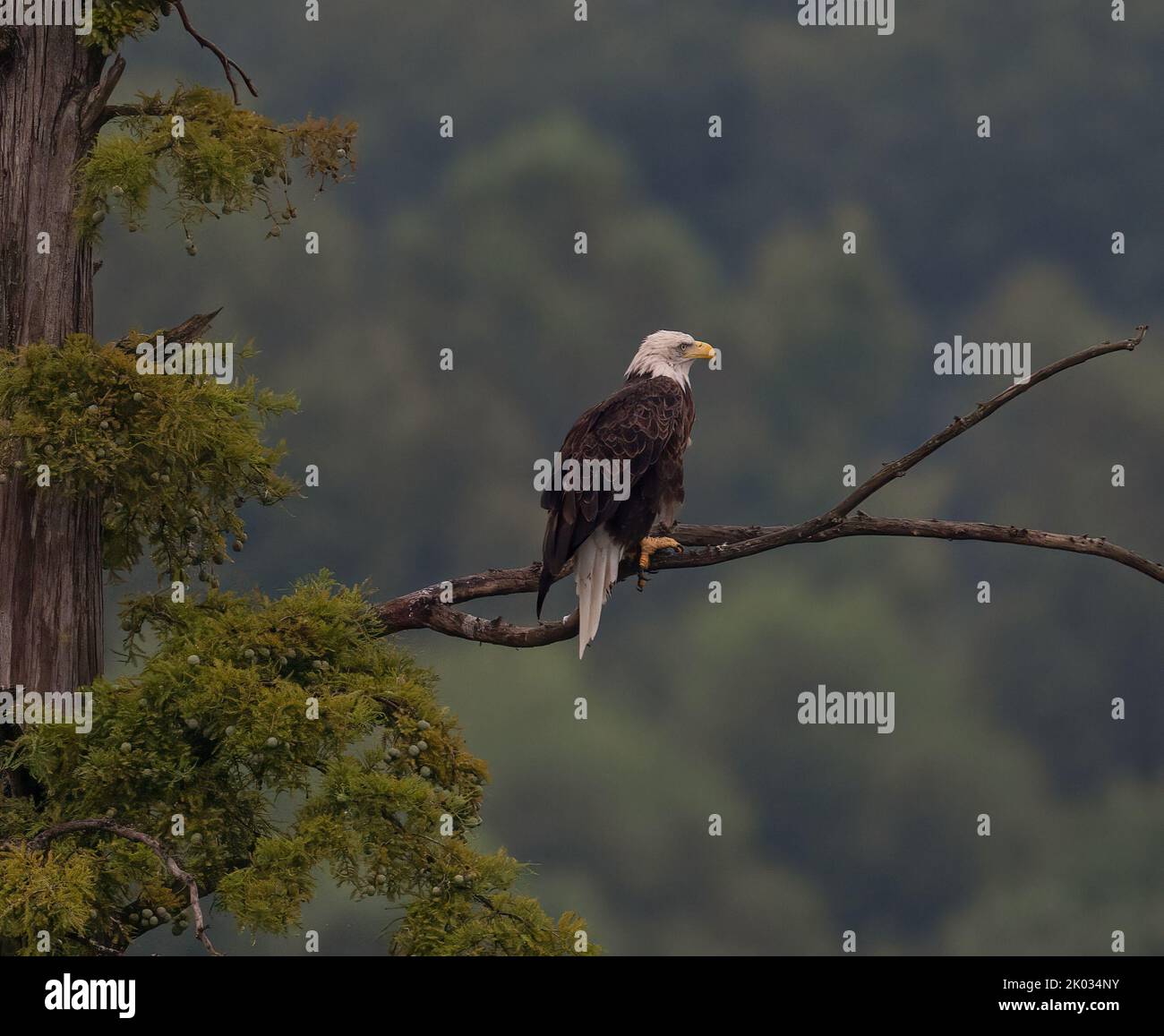 A bald eagle perched on a tall tree Stock Photo - Alamy